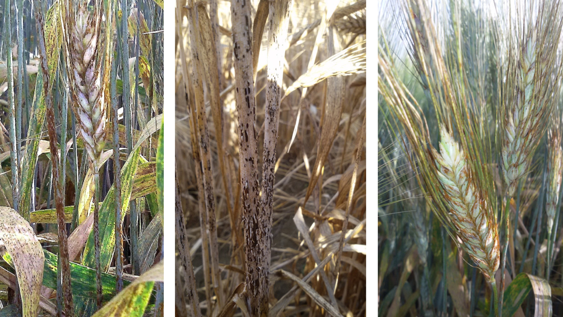 Risk of wheat stem rust in Mediterranean Basin in the forthcoming 2017 ...